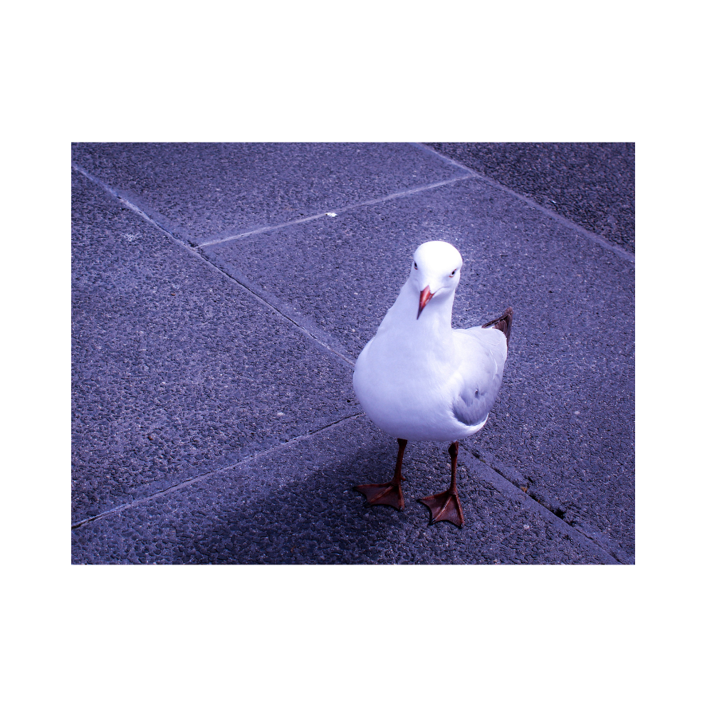 150-Wendy Murray-Percy wants a Chip – Bayley Arts